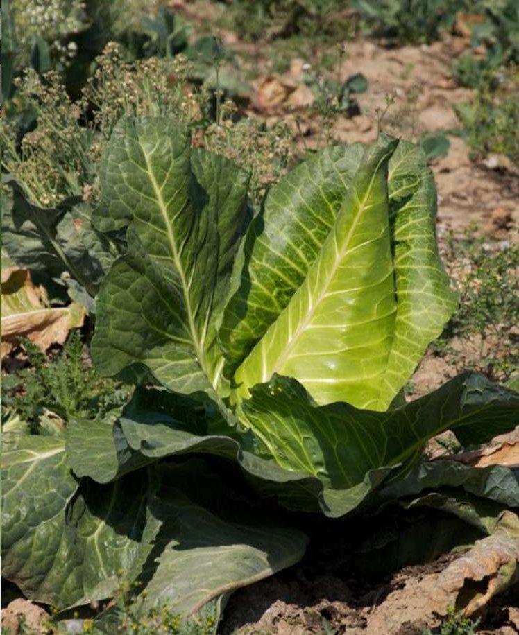 Rare Giant Cone Cabbage Filderkraut Brassica oleracea capitata - 40 Seeds
