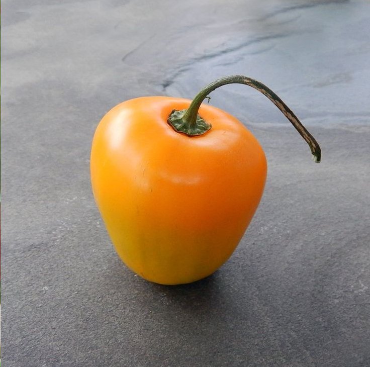 HOT! Yellow Rocoto Peruvian Tree Chile Pepper Manzano Capsicum ...