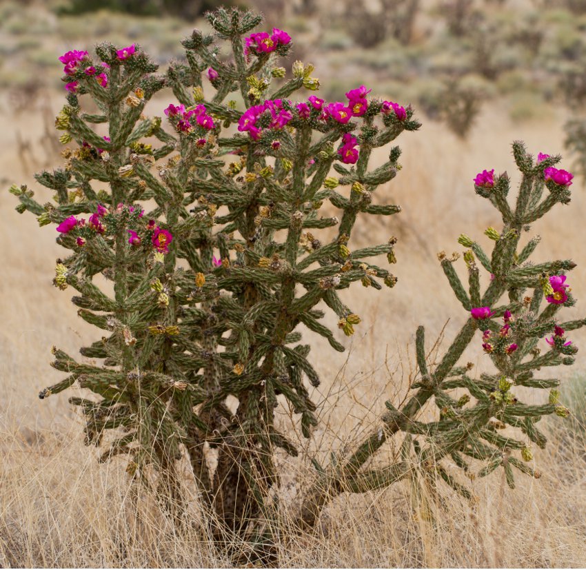 Cane Cholla Chain Link Cactus Hardy Cylindropuntia imbricata - 20 Seeds