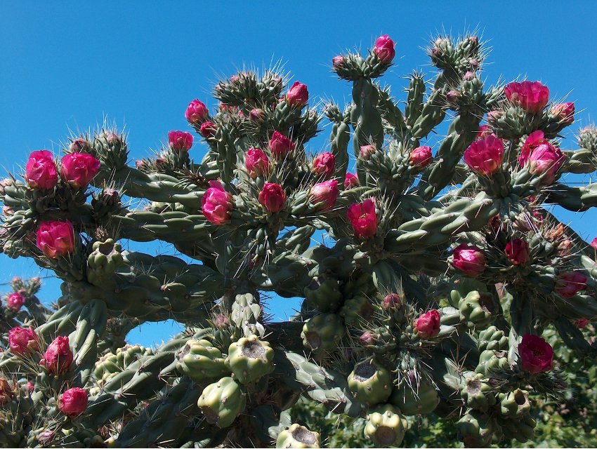 Cane Cholla Chain Link Cactus Hardy Cylindropuntia imbricata - 20 Seeds