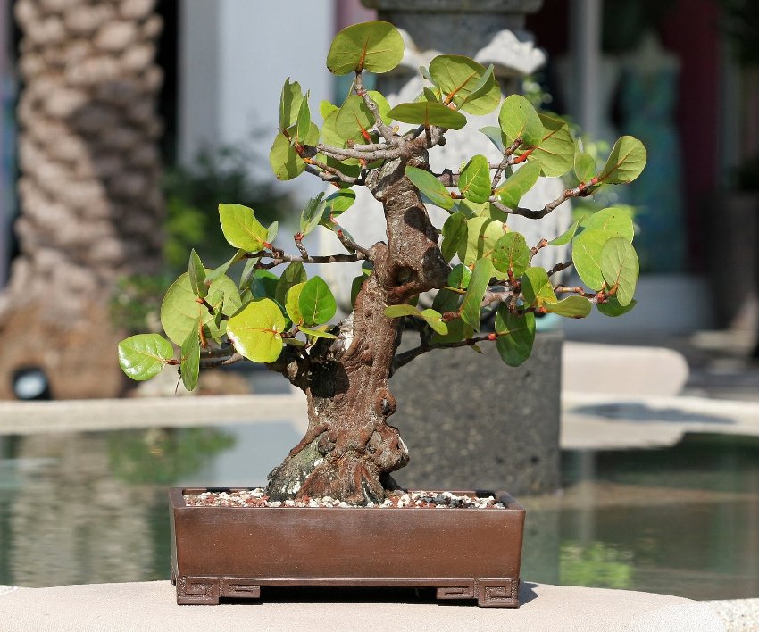 Tropical Sea Grape Beach Tree Coccoloba uvifera - 8 Seeds