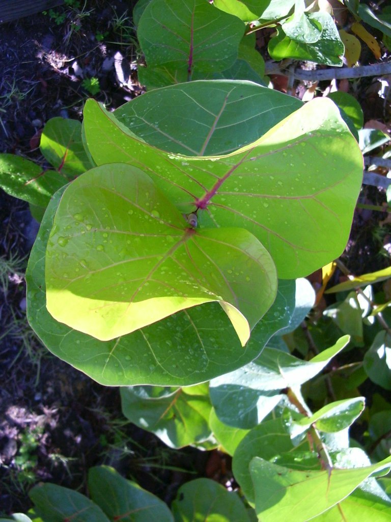 Tropical Sea Grape Beach Tree Coccoloba uvifera - 8 Seeds