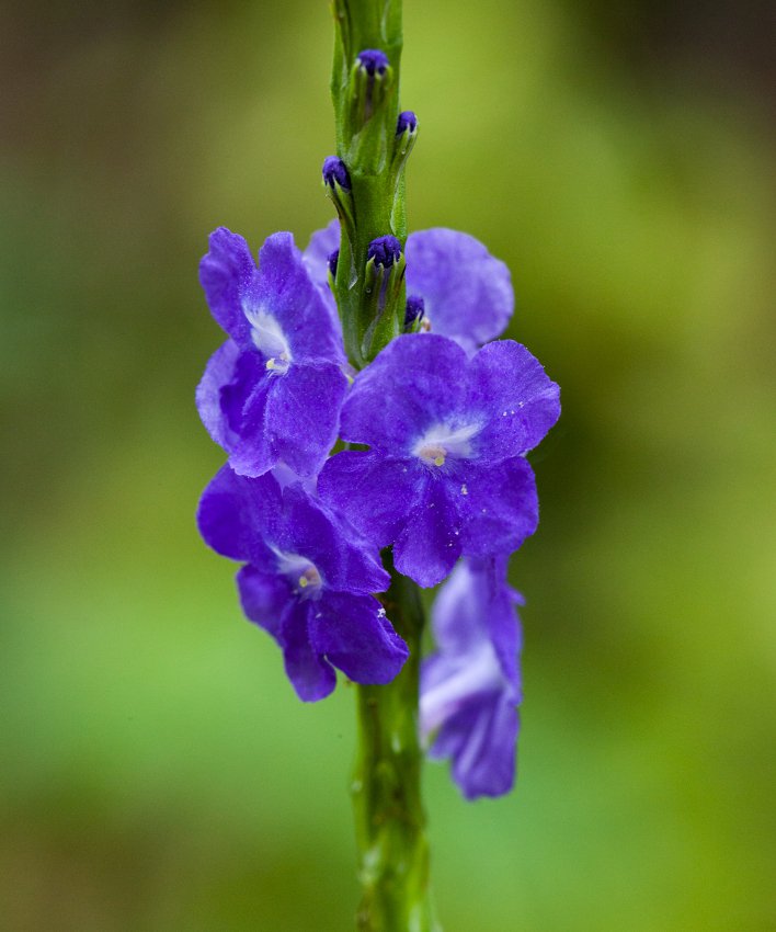 Hummingbird Blue Porterweed Stachytarpheta Urticifolia- 20 Seeds