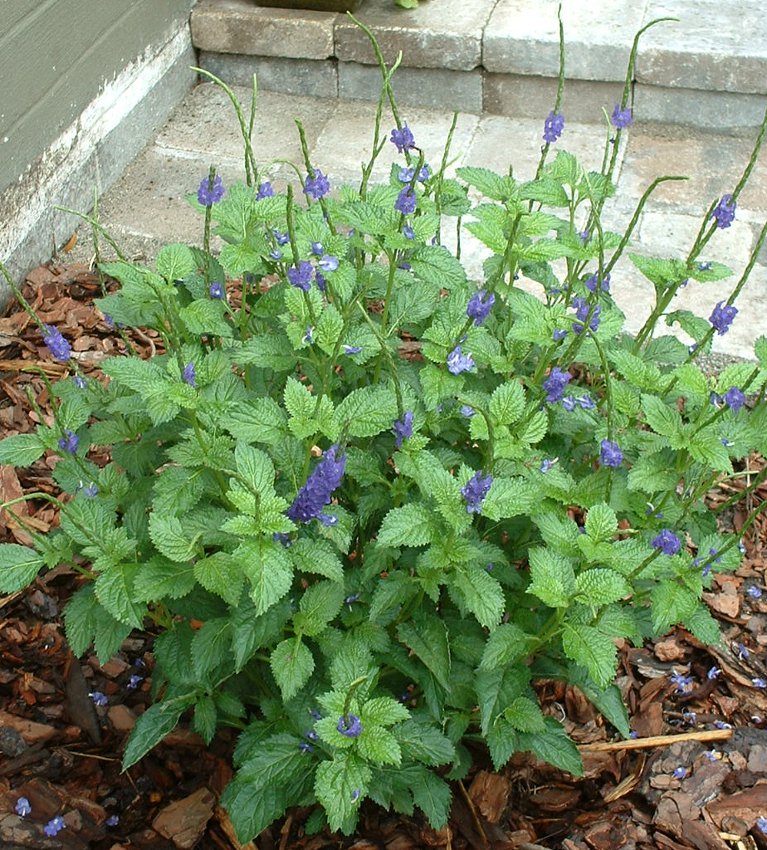 Hummingbird Blue Porterweed Stachytarpheta Urticifolia- 20 Seeds
