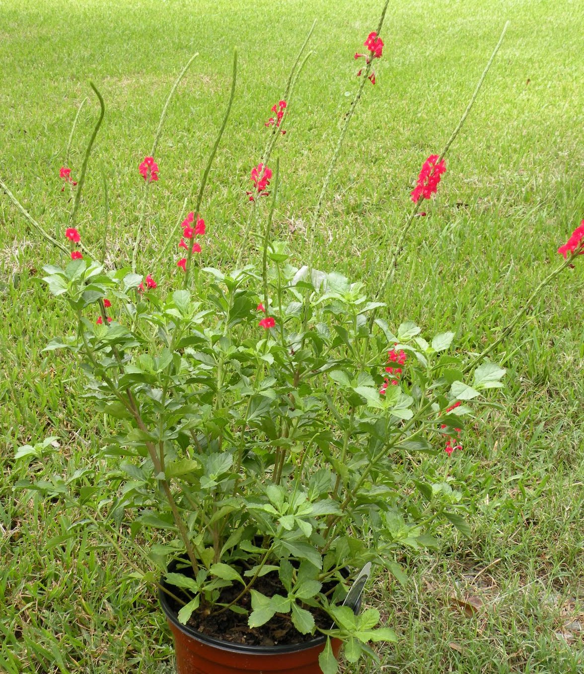 Hummingbird Pink Porterweed Stachytarpheta Mutabilis - 20 Seeds