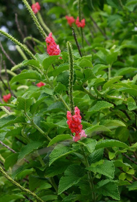 Hummingbird Pink Porterweed Stachytarpheta Mutabilis - 20 Seeds