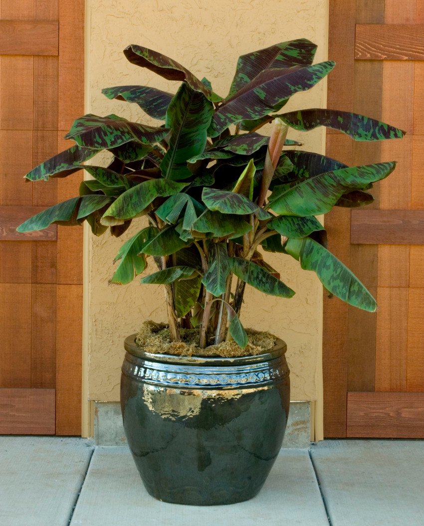 Maroon-Variegated Blood Banana Musa acuminata var. Zebrina - 5 Seeds