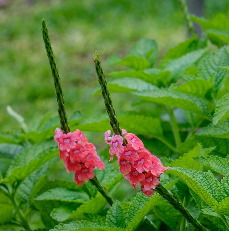 Hummingbird Pink Porterweed Stachytarpheta Mutabilis - 20 Seeds