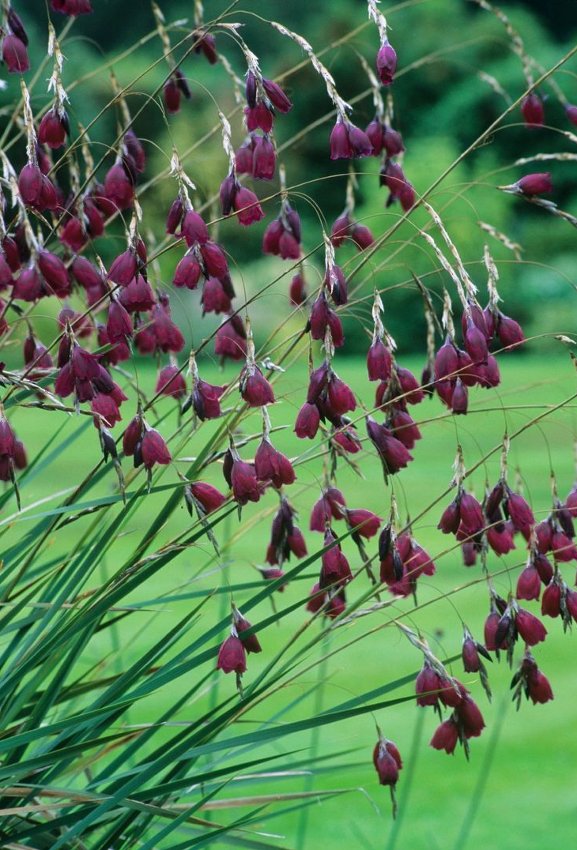 Rare African Angel's Fishing Rod 'Blackbird' Dierama pulcherrimum - 10 ...