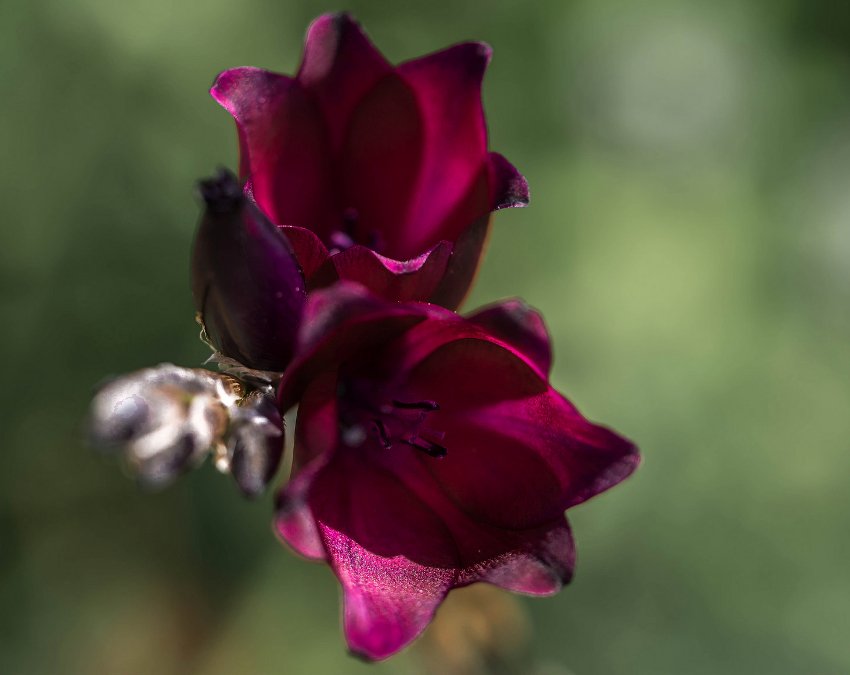 Rare African Angel's Fishing Rod 'Blackbird' Dierama pulcherrimum - 10 ...