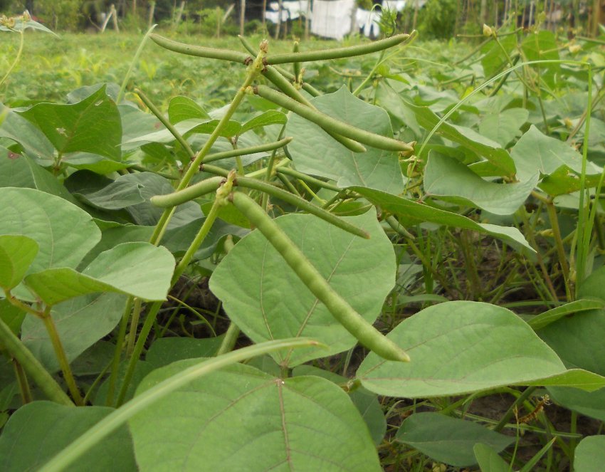 Rare Tropical Black Matpe Bean Vigna Mungo - 100 Seeds