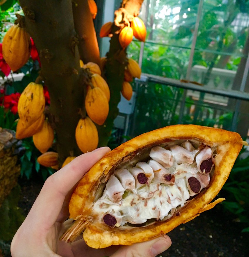 Exotic! Fresh Cocoa Chocolate Plant Theobroma cacao - 8 Fresh Moist Seeds