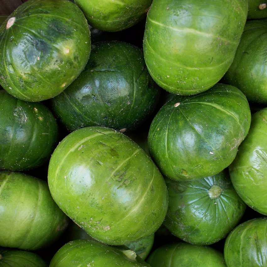 Rare Zapallito Redondo del Tronco Squash Cucurbita maxima var ...