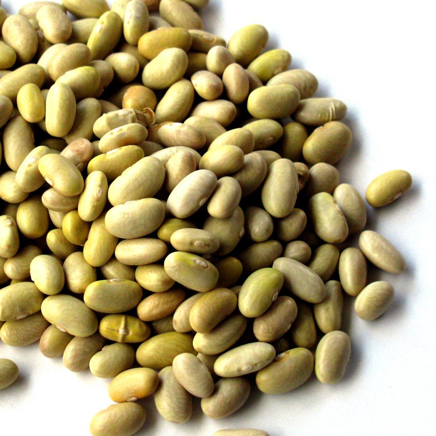 New! Heirloom Peruvian Yellow Mayocoba Peruano Bush Bean Phaseolus ...