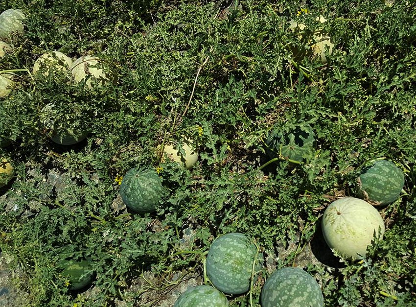 Rare! Heirloom Citron Melon Citrullus lanatus var. citroides - 15 Seeds