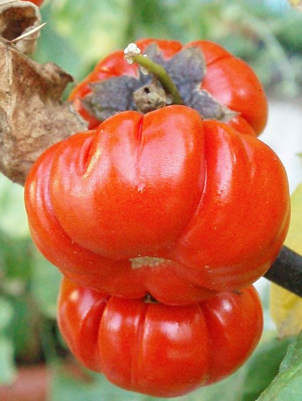 African Scarlet Eggplant 'Mock Tomato' Solanum aethiopicum - 20 Seeds