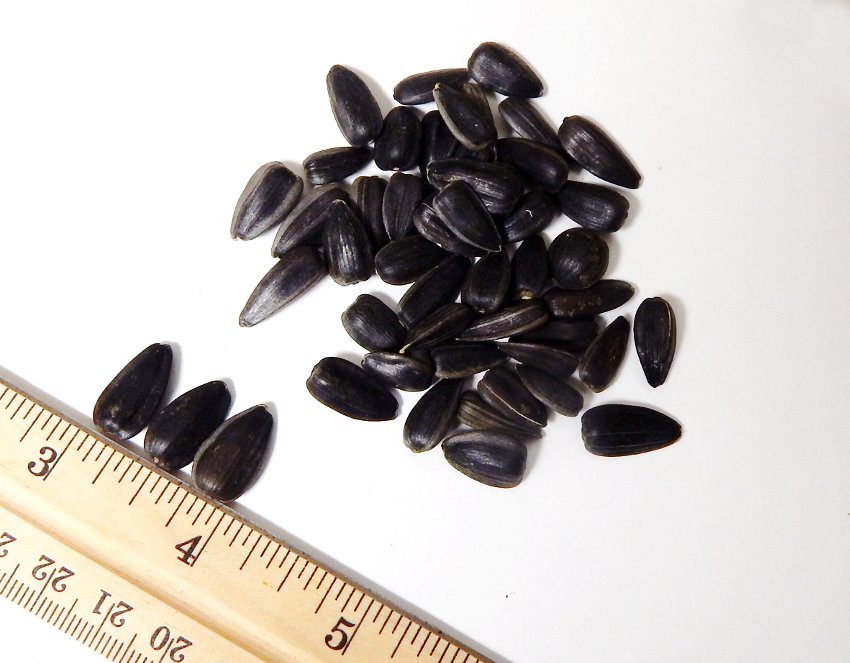 Giant Semechki Back Oil Russian Sunflower Helianthus annuus - 80 Seed