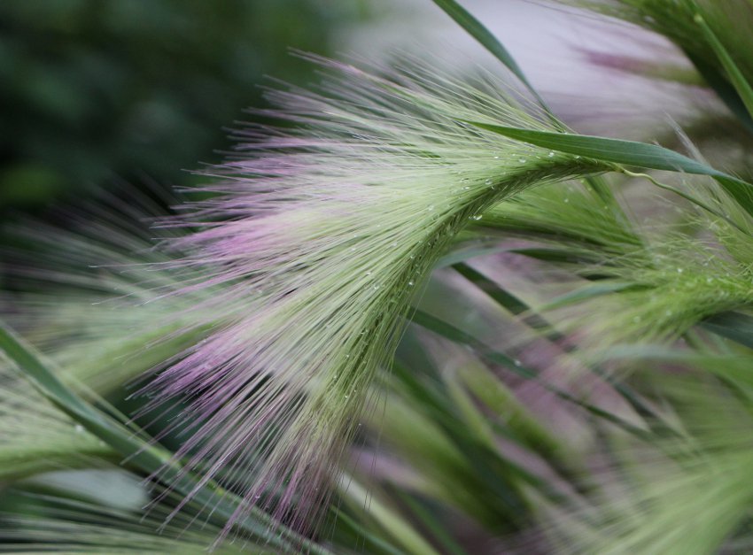 Squirrel Tail Ornamental Grass Hordeum jubatum - 80 Seeds