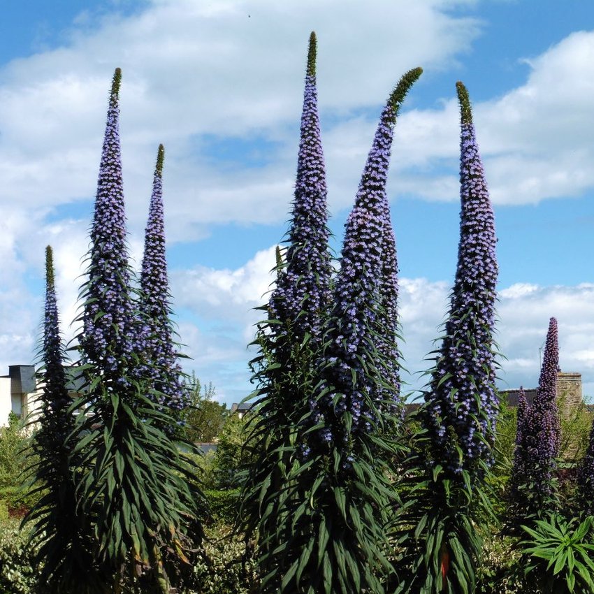 Rare "Blue Steeple"Tree Echium Giant Viper's Bugloss Echium pinnifolium