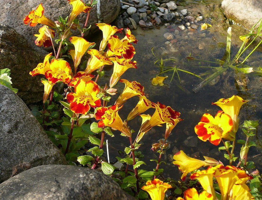 Pond Flower Tiger Monkey Flower Mimulus tigrinus - 150 Seeds