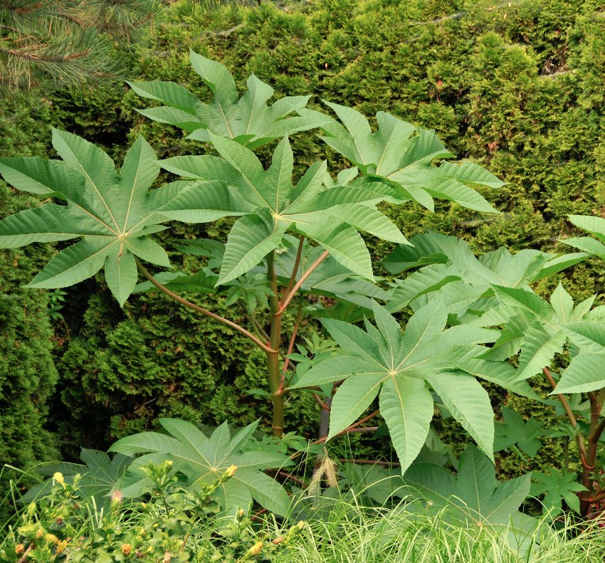 Fast Growing Annual Castor Bean Ricinus Communis - 8 Seeds
