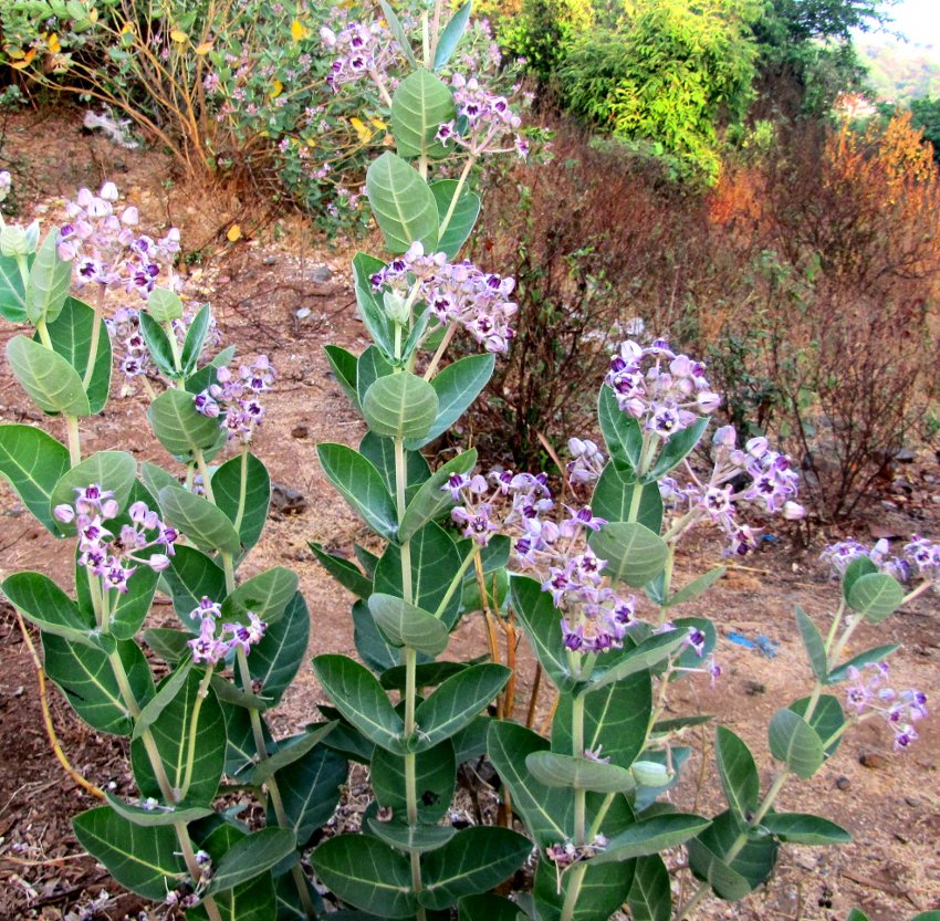 Rare Giant Tropical Milkweed Calotropis gigantea - 8 Seeds