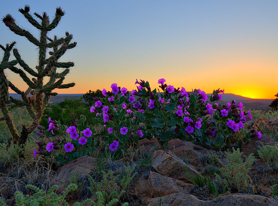 Rare Showy Desert Four O'Clock Mirabilis Multiflora - 8 Seeds