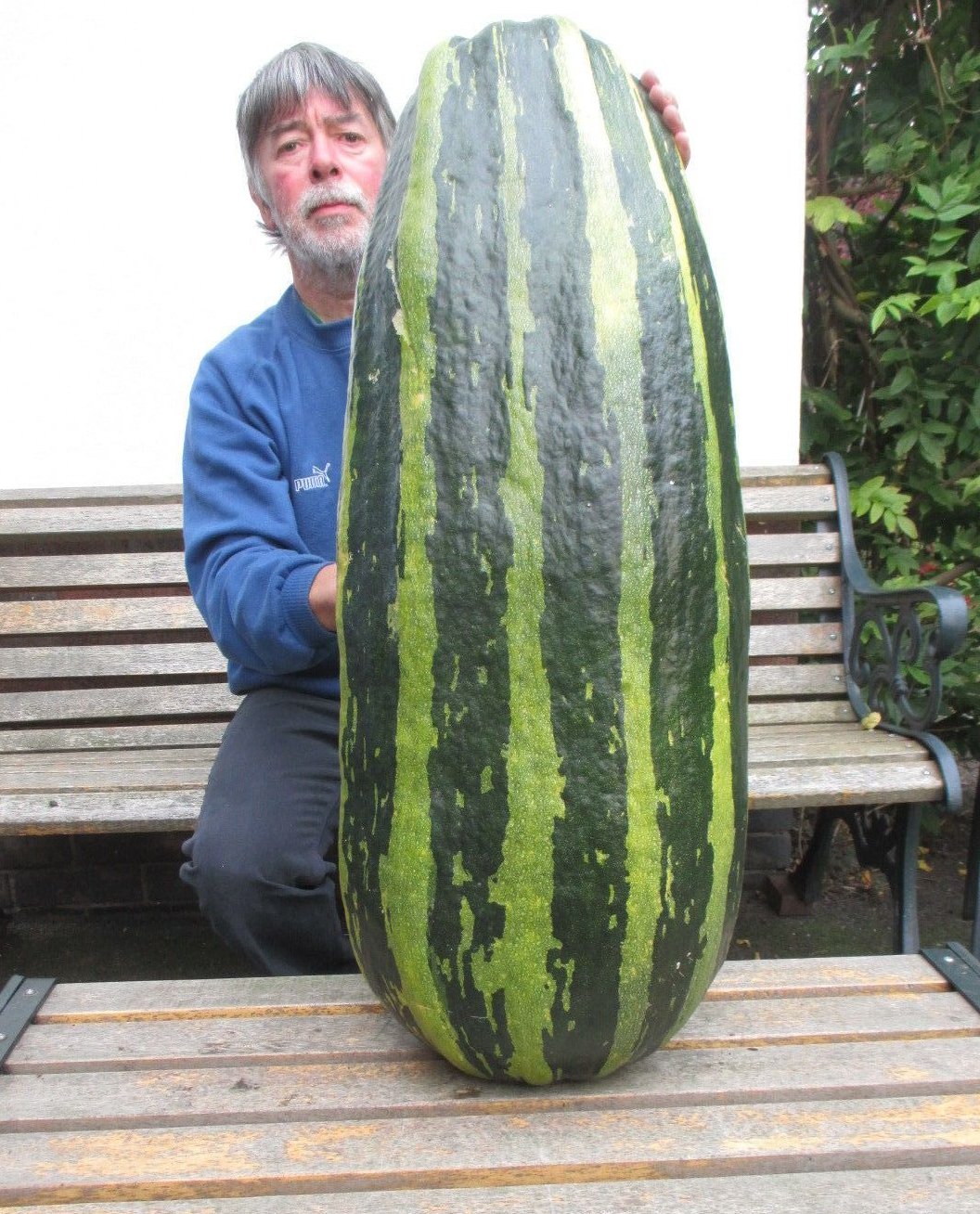 English Heirloom Giant Vegetable Marrow Cucurbita pepo - 8 Seeds