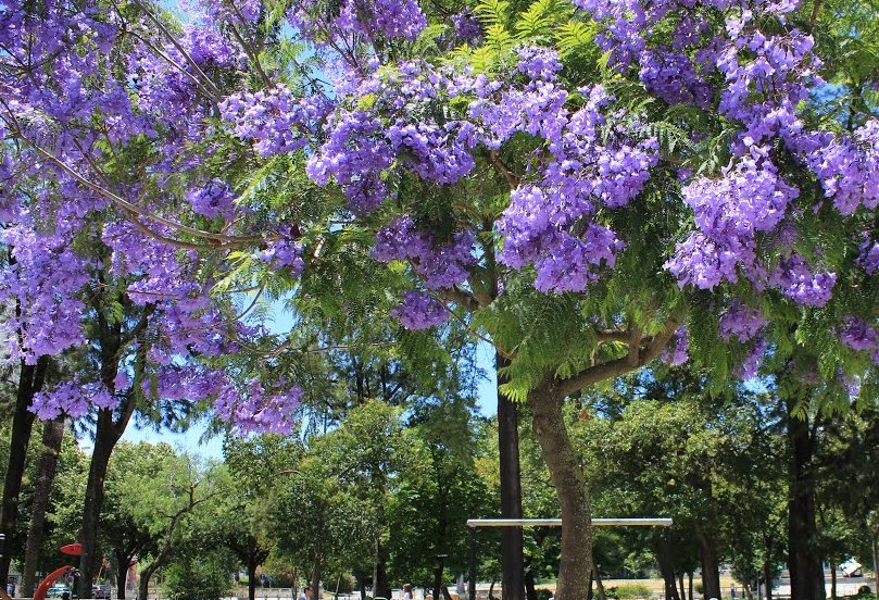 Brazilian Rose Wood Jacaranda Mimosifolia - 25 Seeds