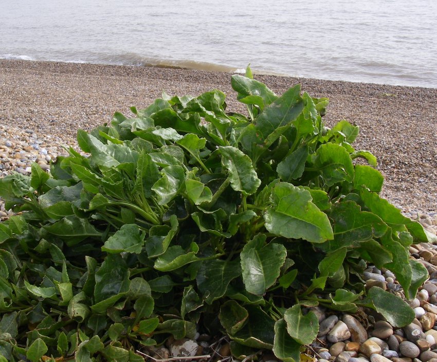 Rare Ancient Heirloom Wild Sea Beet Beta vulgaris maritima - 10 Seeds