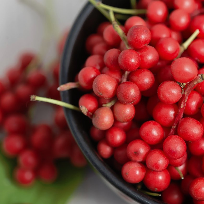 Unique Berry Five-Flavor-Fruit Schisandra chinensis - 10 Seeds