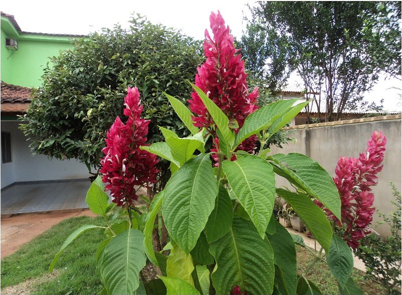 Rare Brazilian Red Cloak Megaskepasma erythrochlamys - 5 Seed