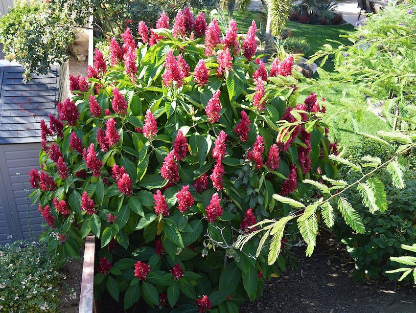 Rare Brazilian Red Cloak Megaskepasma erythrochlamys - 5 Seed