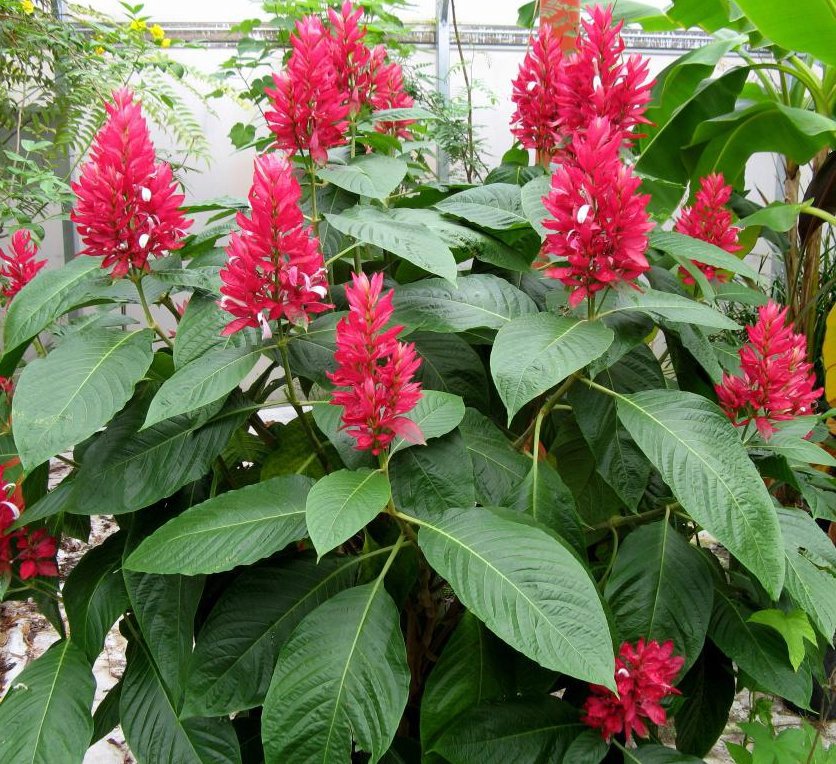 Rare Brazilian Red Plume Megaskepasma erythrochlamys - 5 Seeds