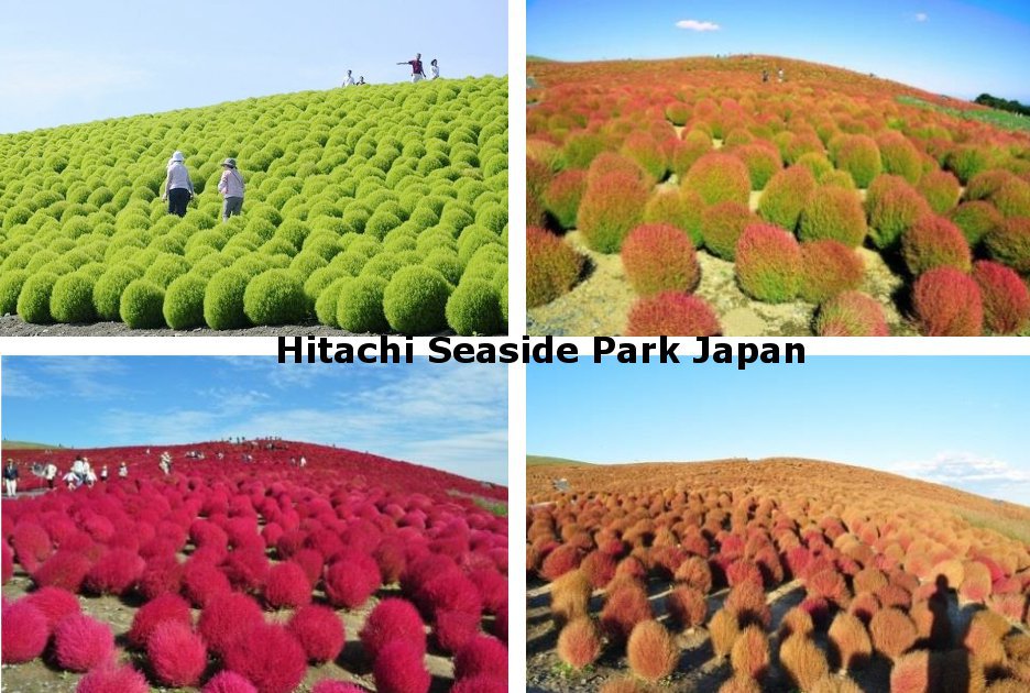 Color Changing Firebush Bassia Kochia scoparia - 100 Seeds