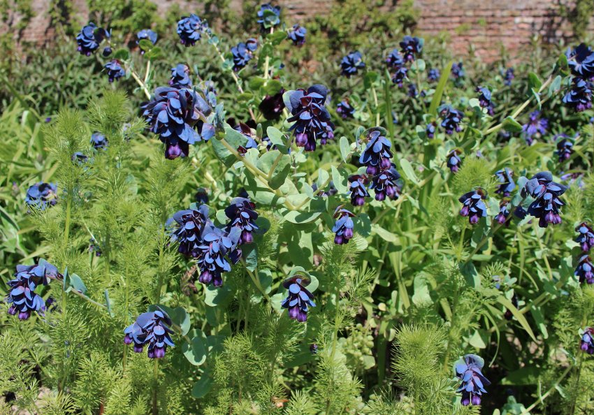 Pride Of Gibraltar Flower Blue Shrimp Cerinthe Major Purpurascens - 12 ...