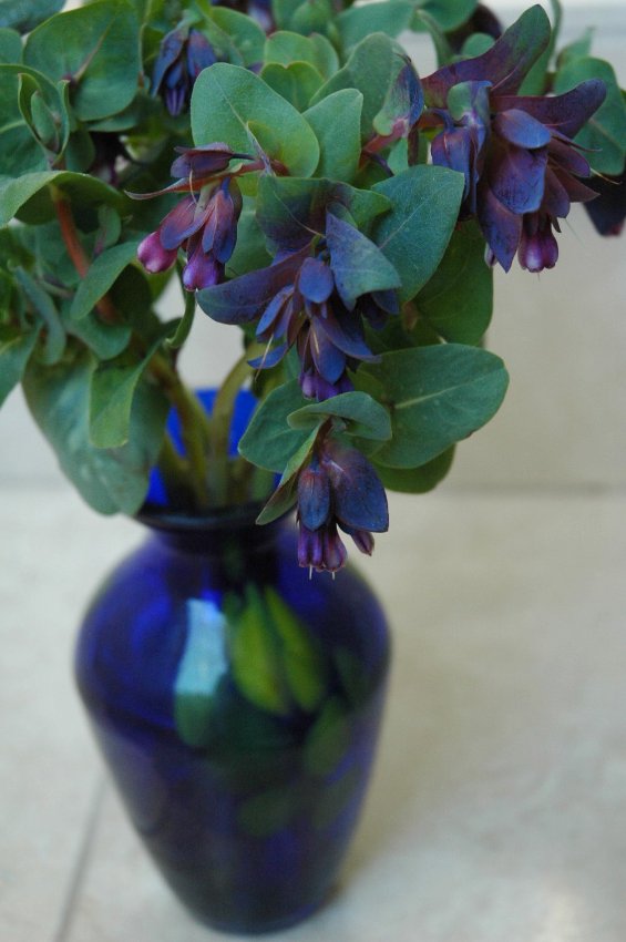 Pride Of Gibraltar Flower Blue Shrimp Cerinthe Major Purpurascens - 12 ...