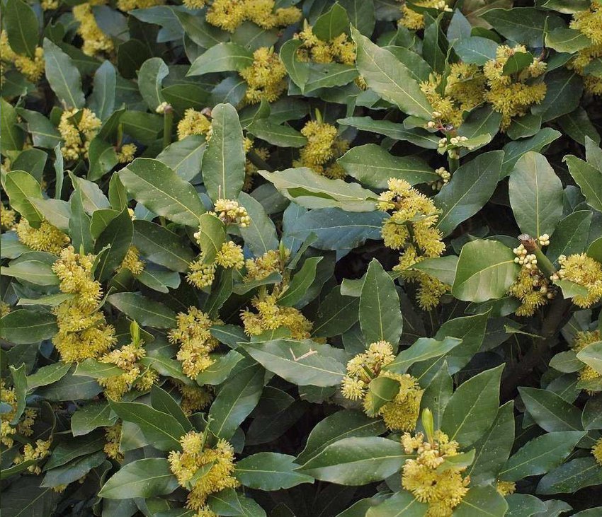 Bay Leaf Sweet Bay Laurel Laurus nobilis - 5 Seeds