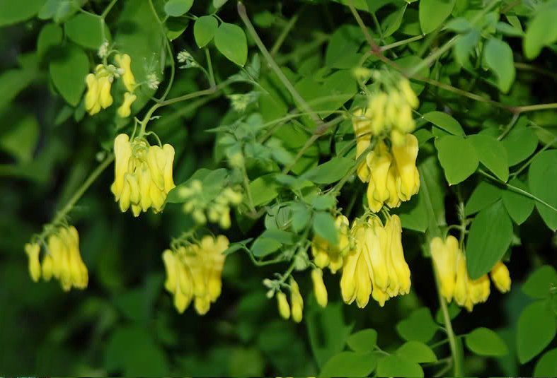 Yellow Bleeding Heart Vine Dactylicapnos scandens - 15 Seeds