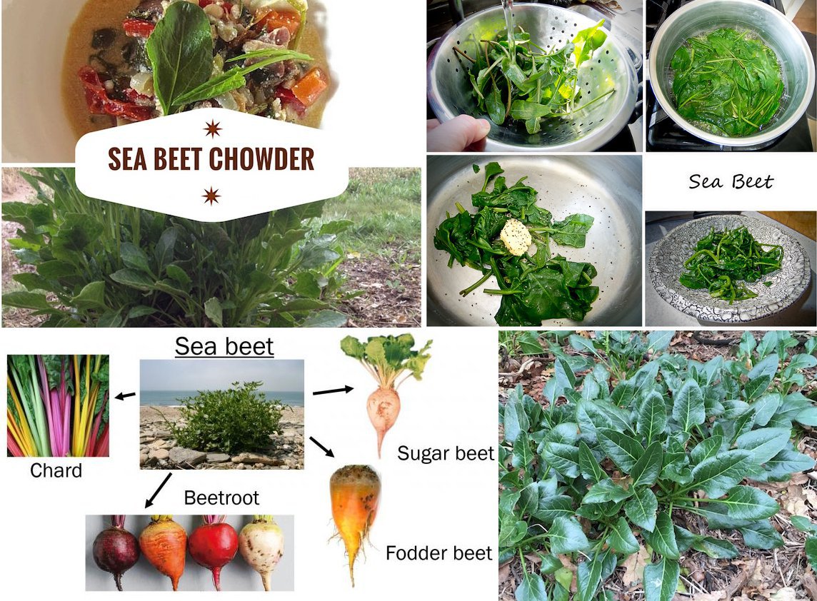 Wild Sea Beet Sea Spinach Heirloom Beta vulgaris maritima - 10 Seeds