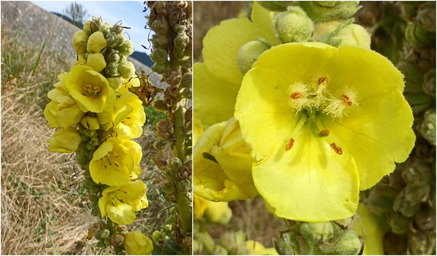 Heirloom Mullein Herb Candlewick Plant Verbascum thapsus - 100 Seeds
