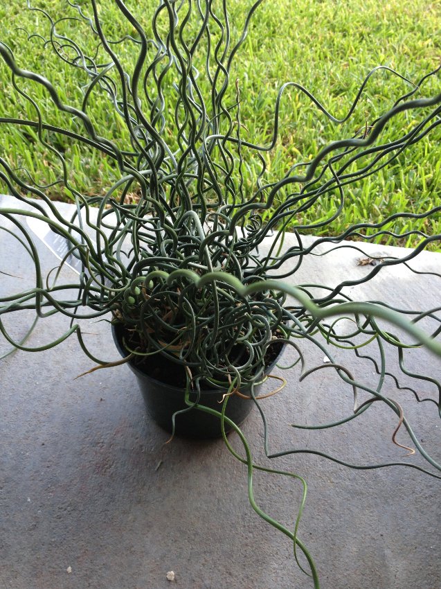 'Curly Wurly' Cork Screw Rush Juncus effusus spiralis - 25 Seeds