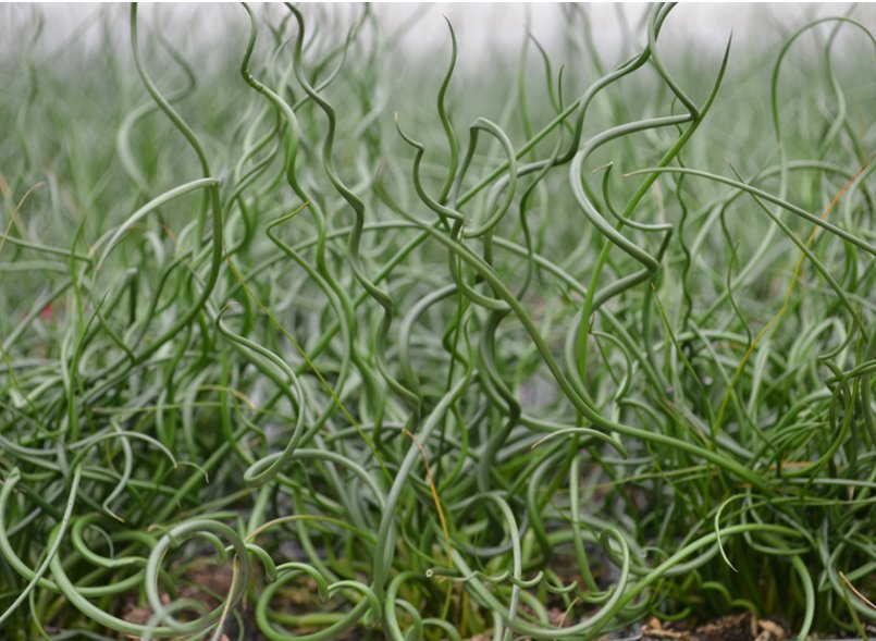 'Curly Wurly' Cork Screw Rush Juncus effusus spiralis - 25 Seeds