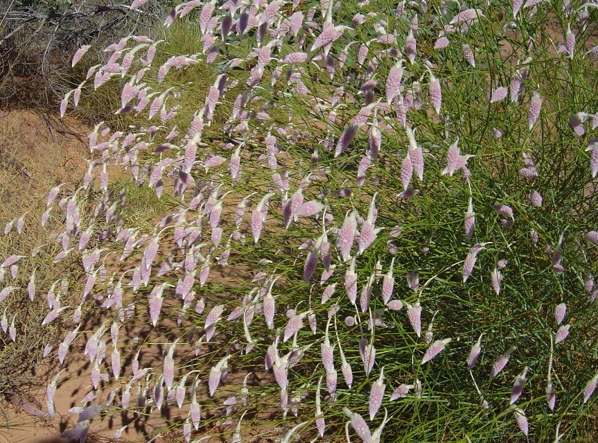 Weeping Mulla Mulla Grass Ptilotus calostachyus - 20 Seeds