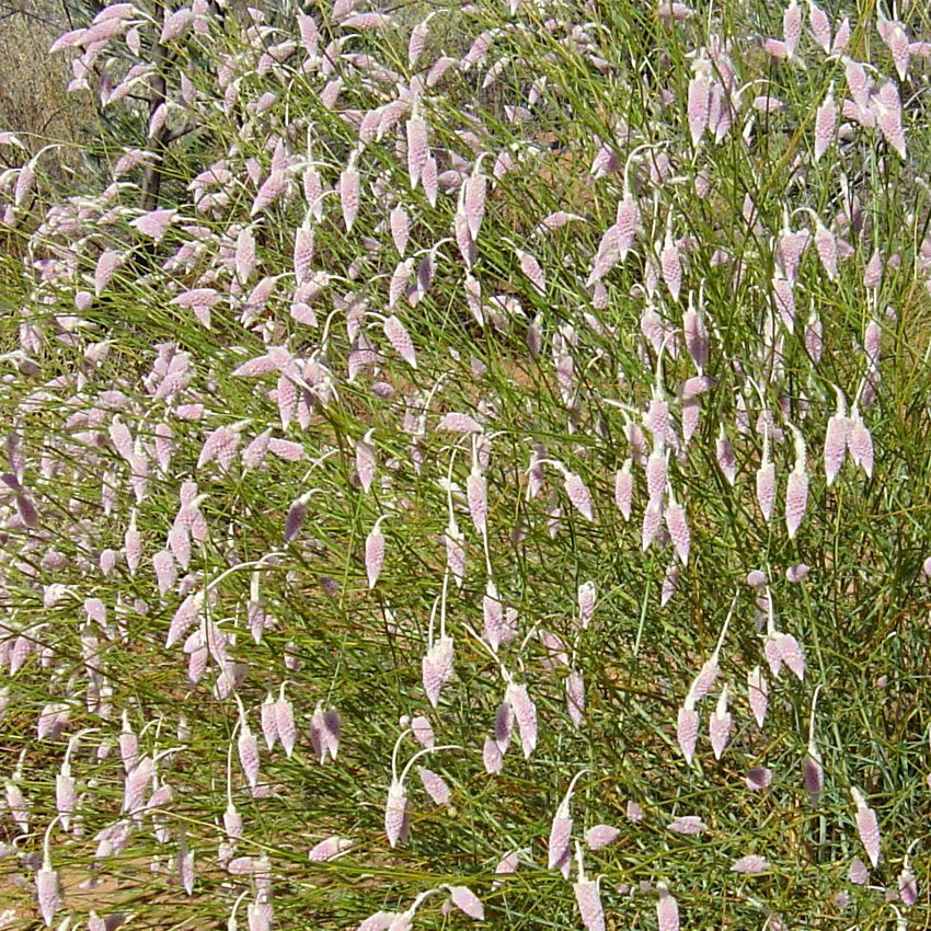 Weeping Mulla Mulla Grass Ptilotus calostachyus - 20 Seeds