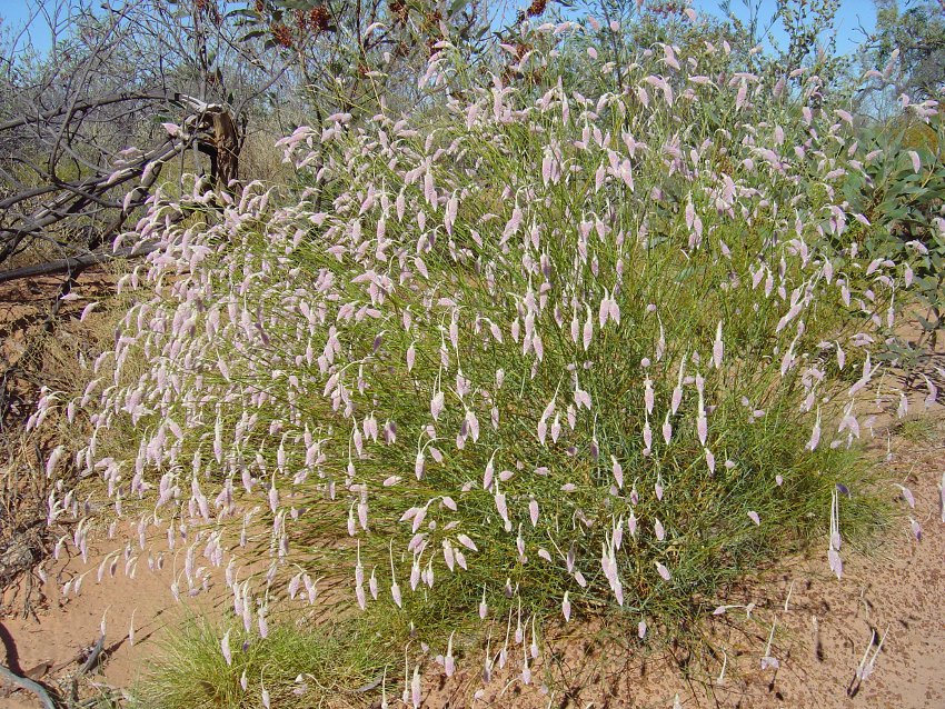 Weeping Mulla Mulla Grass Ptilotus calostachyus - 20 Seeds