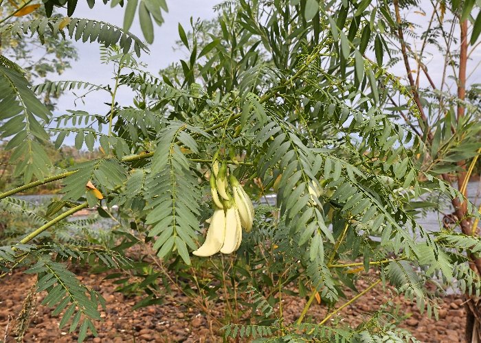 White Dragon Tree Shrub Rare Sesbania grandiflora - 5 Seeds