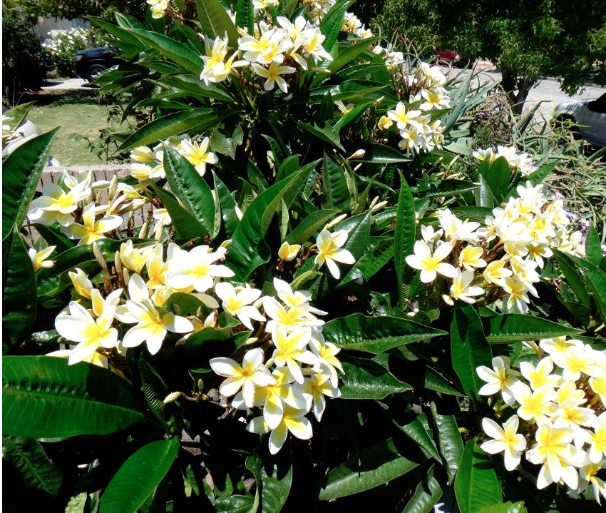 Hawaii Oahu Maui Kauai Molokai Lanai Frangipani - 5 Seeds