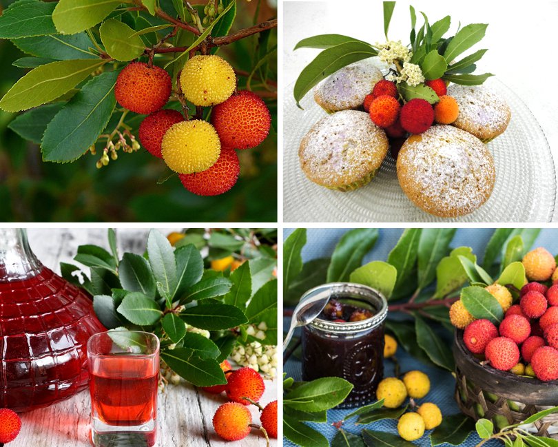 Madrone Killarney Strawberry Tree Arbutus Unedo - 15 Seeds