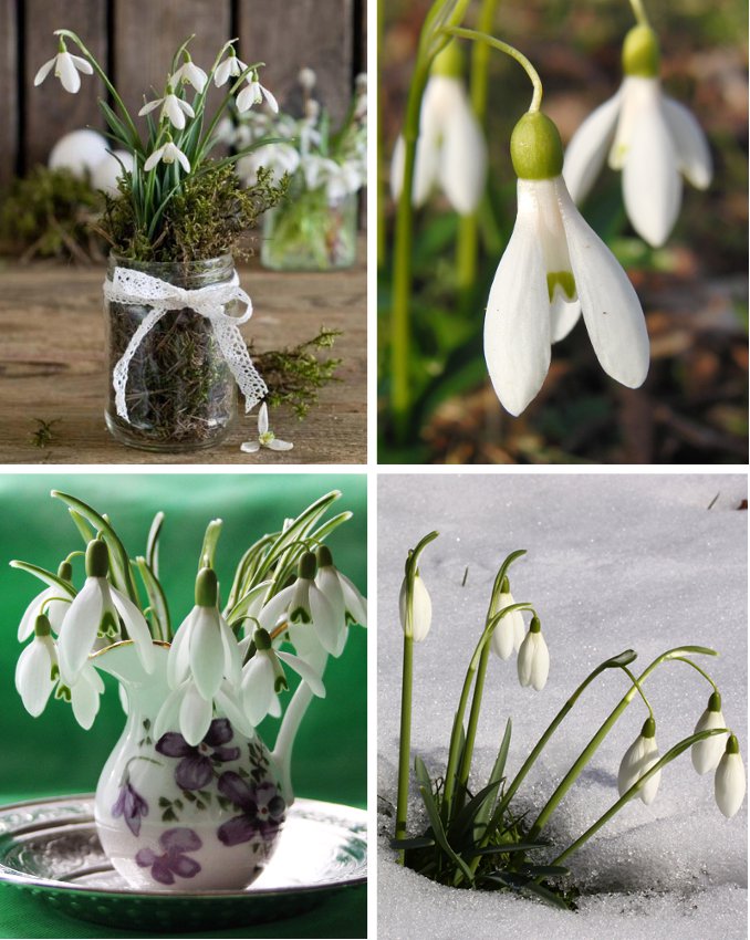 Wild White Snowdrop Galanthus nivalis - 20 Seeds